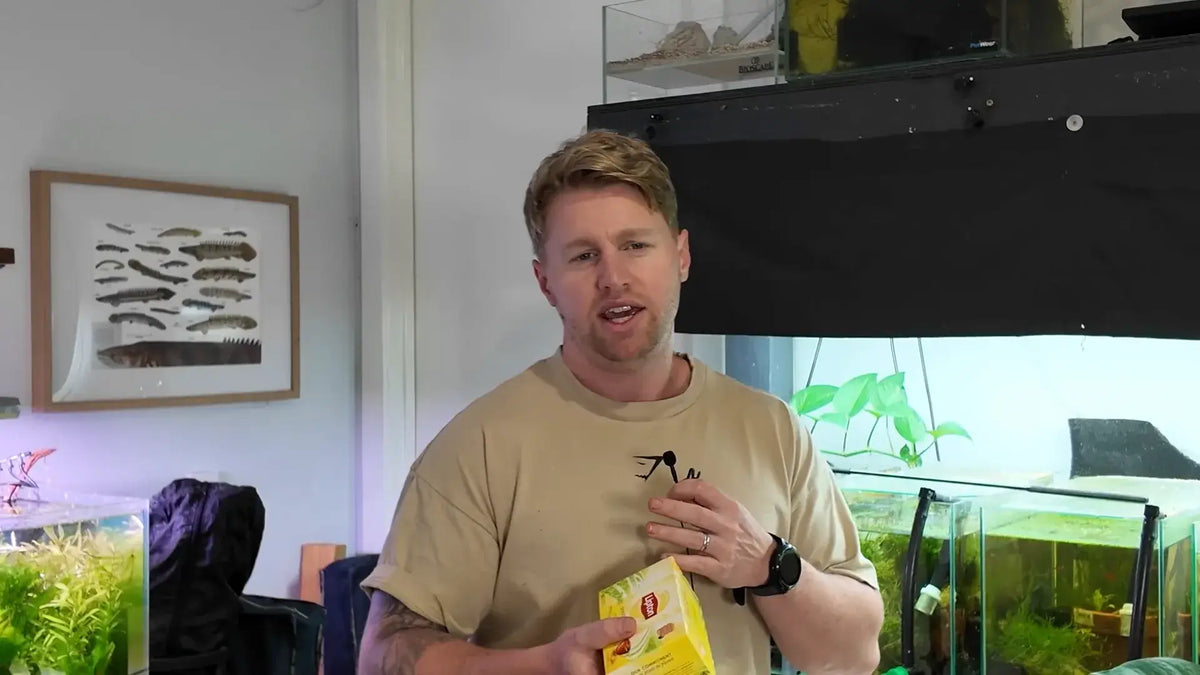 Transform Your Aquarium with Tea: A Unique Approach