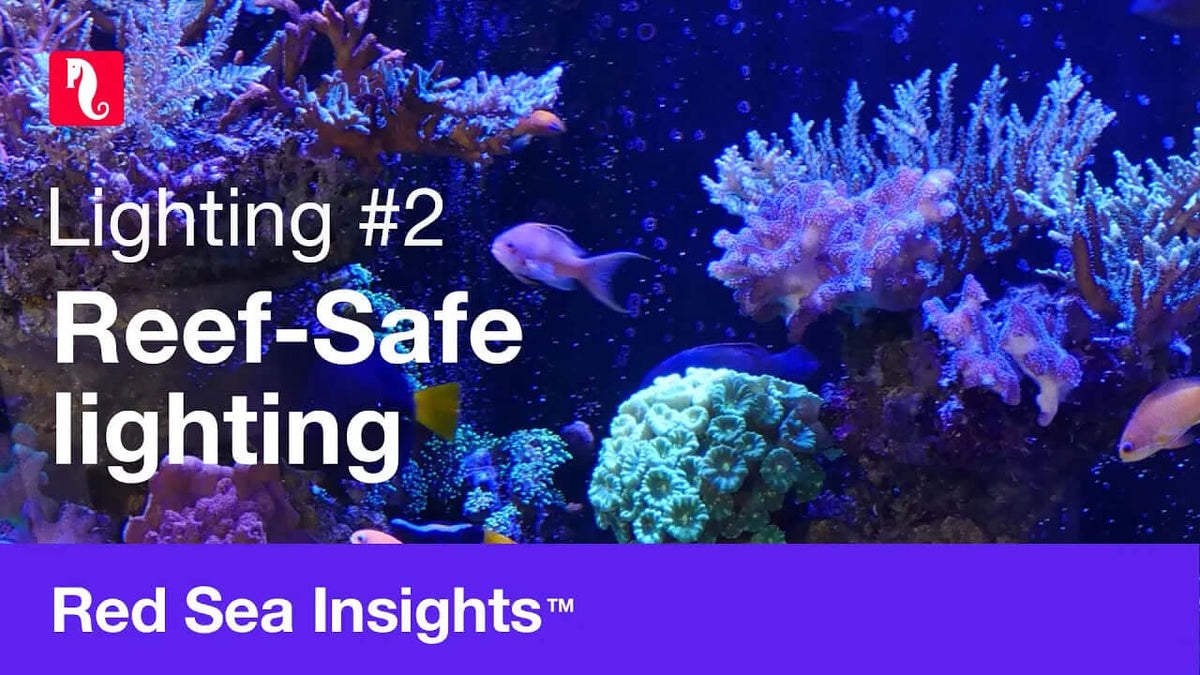 Reef-Safe Lighting: Explore Red Sea ReefLED