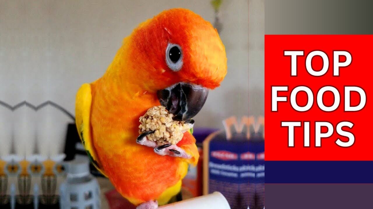Sun Conure Food: Essential Tips for Happy Parrots