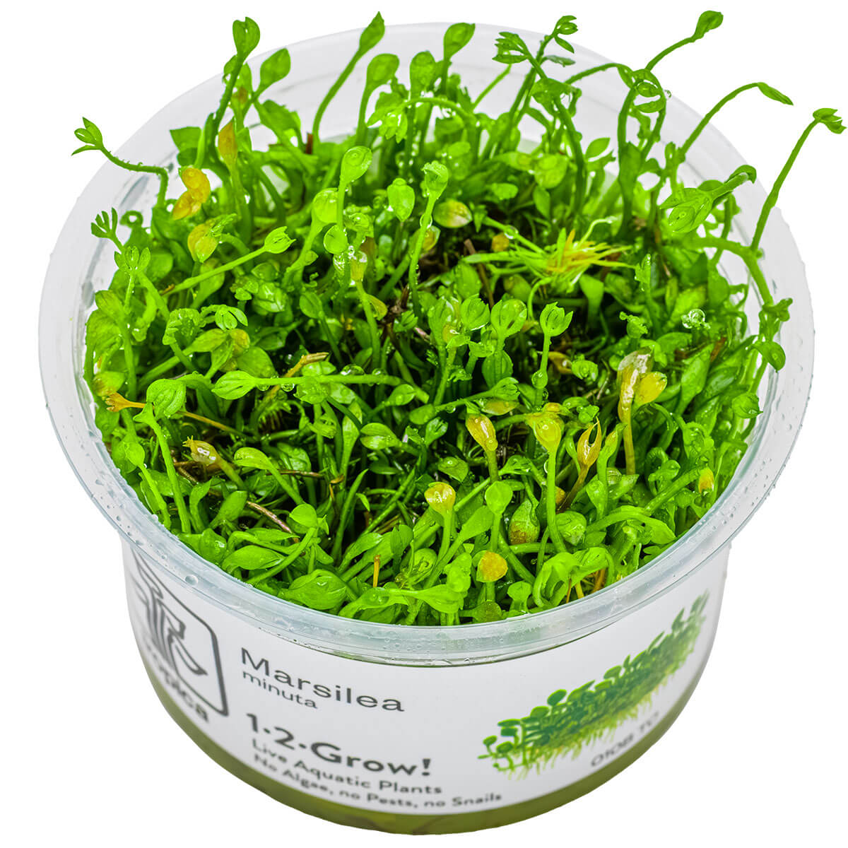 Tropica 010B Tissue Culture - Marsilea Minuta Plant
