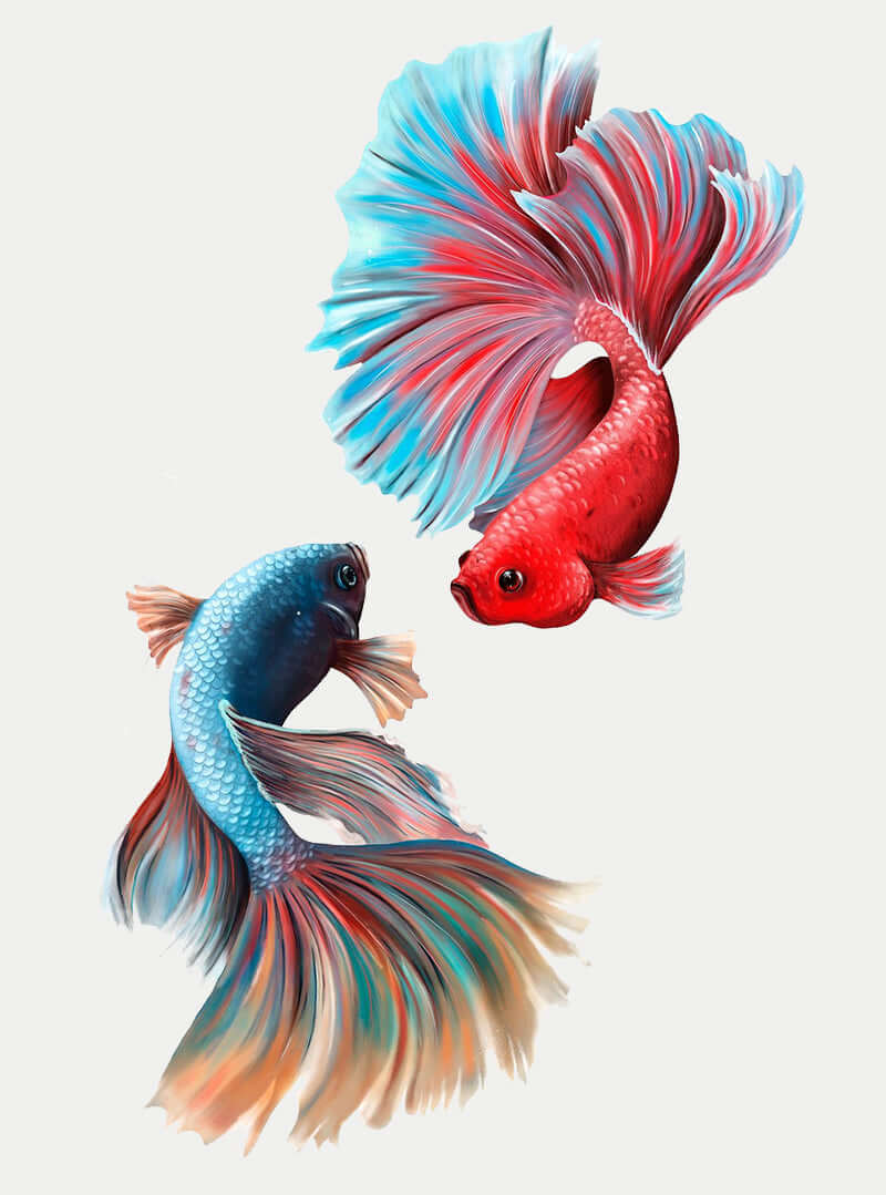 Complete Guide to Caring for Betta (Siamese Fighter) Fish