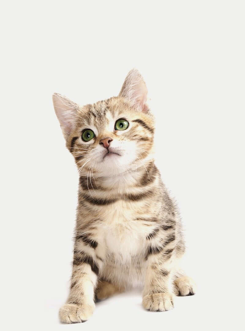 Complete Guide to Caring for Betta (Siamese Fighter) Fish