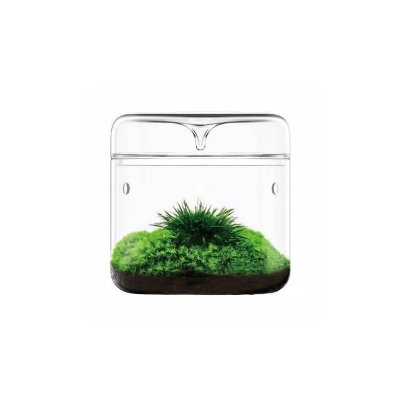 Bioloark Mini Drip Jar Terrarium - Luji Glass Cup